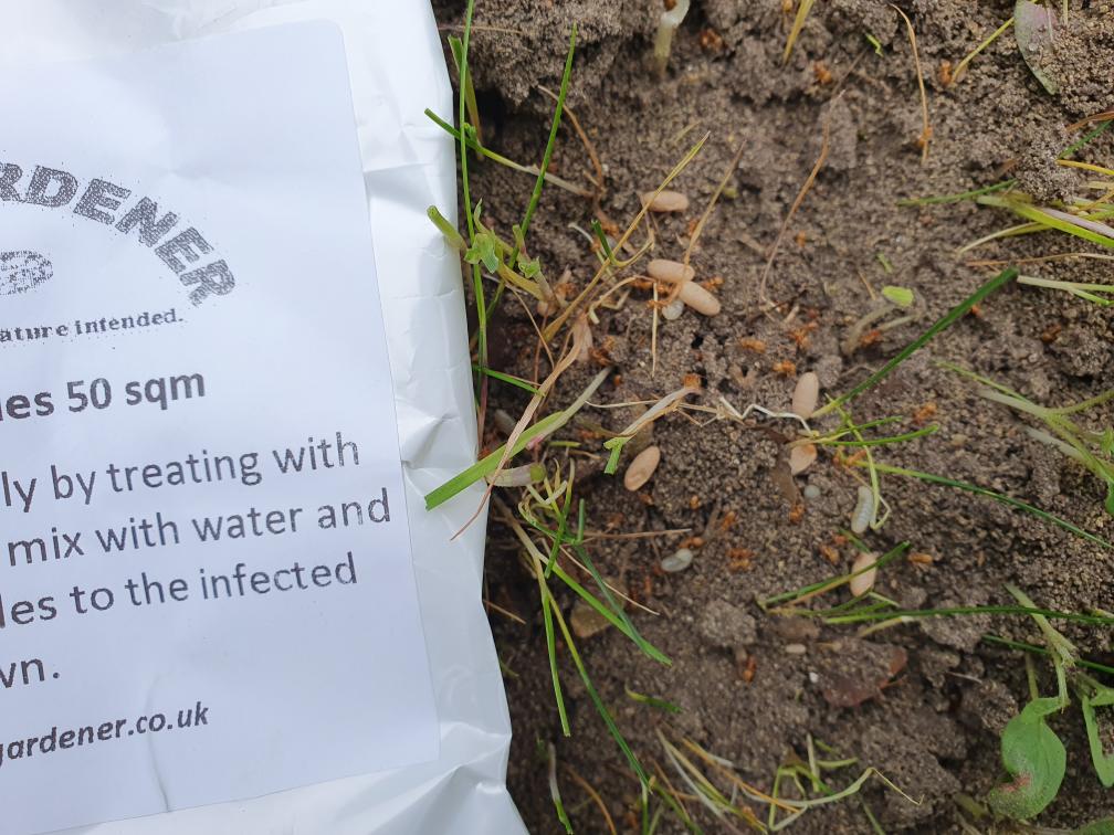 Ant Nematodes 50 sqm - Green Gardener