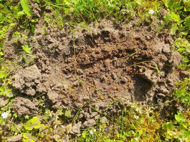 Buy Steinernema Feltiae | Nemasys Ant Nematodes | Green Gardener