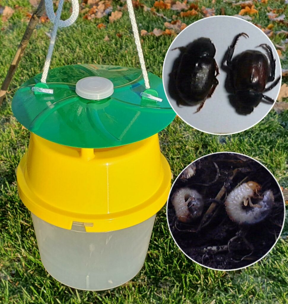 Adult Chafer Beetle Trap with Lures - Green Gardener