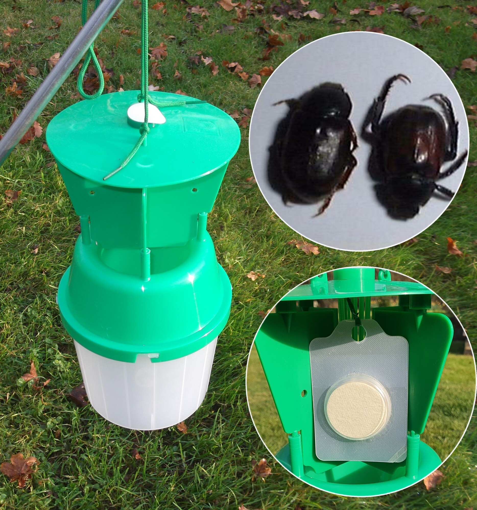 Adult Chafer Beetle Trap with Lure - Green Gardener