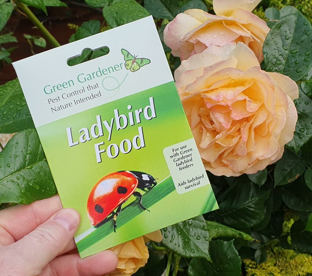 Ladybird Feeders with Food - Green Gardener