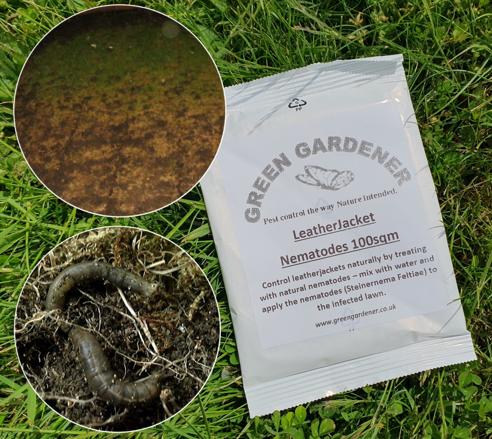 Beginner’s Guide to Lawn Care - Green Gardener