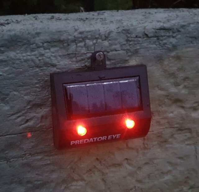 Use Nite Eyes and / or FoxWatch to repel Foxes and Badgers.