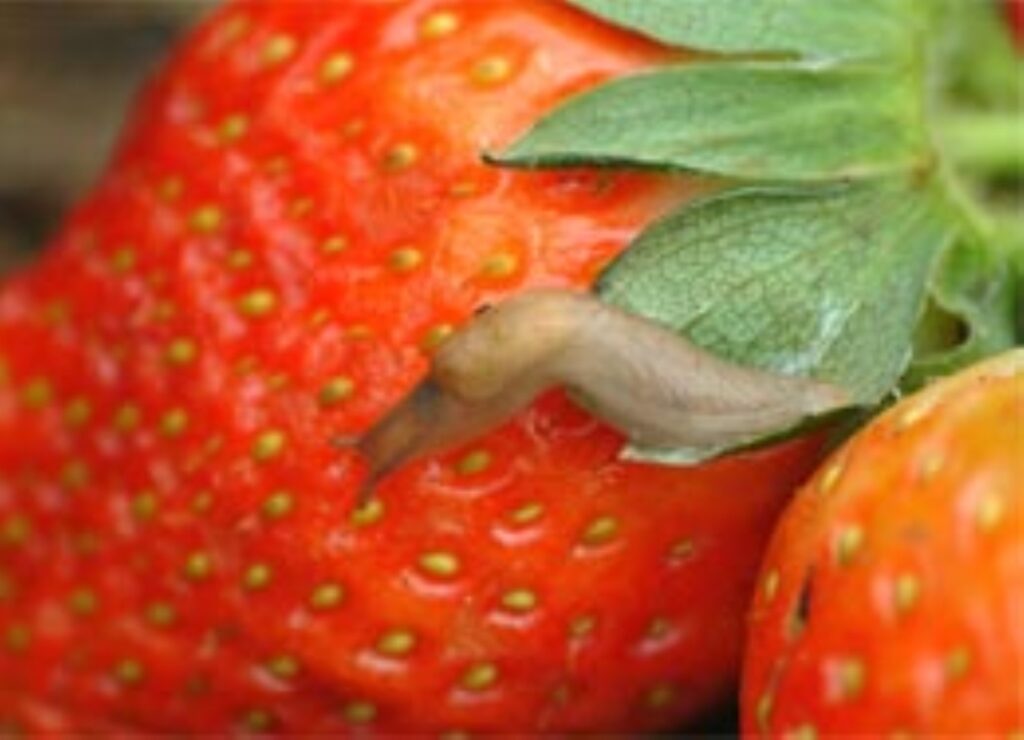 Buy Nemaslug Biological Slug Killer | Green Gardener