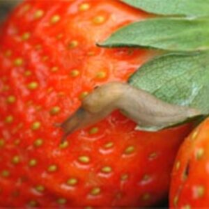 Nemaslug Slug Killer 40 sqm pack | Green Gardener