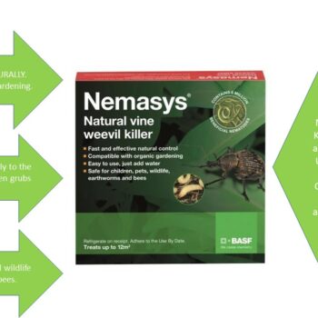 Nemasys Vine Weevil Killer The Natural, Organic Vine Weevil Control