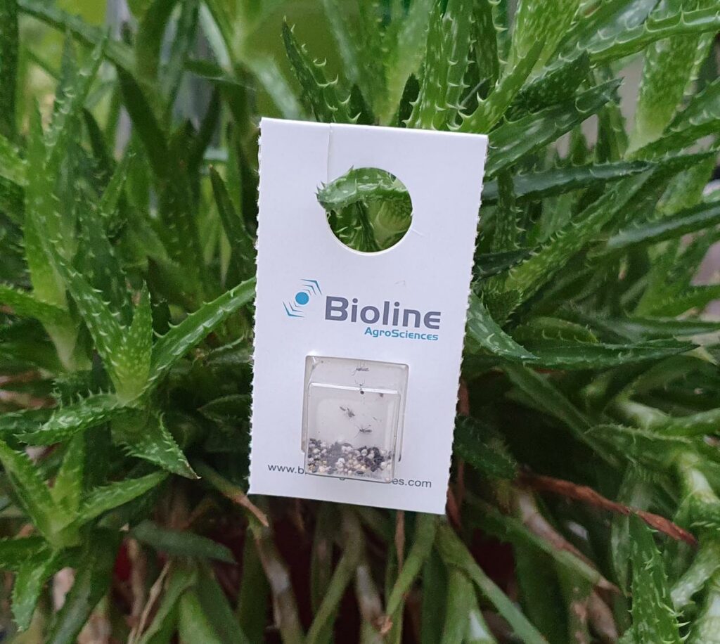 Aphid Predator Mix - Green Gardener