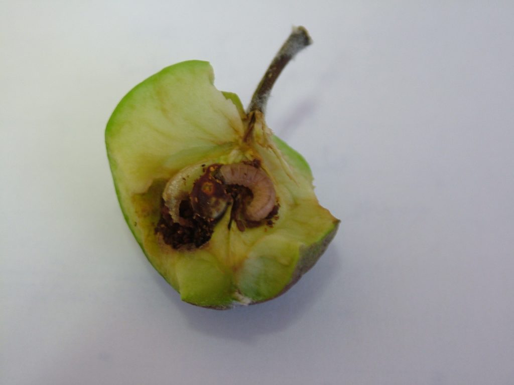 Customer Question - Stop Codling Moth ruining my apples? - Green Gardener