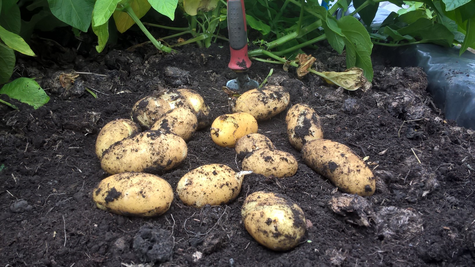 Positive beginnings made way for a sluggish end. - Green Gardener