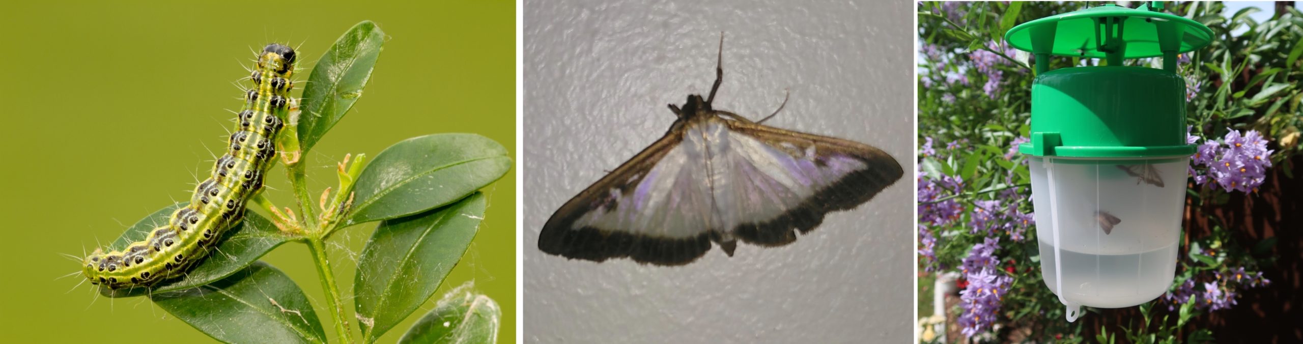 RHS Top 10 Pests - Green Gardener