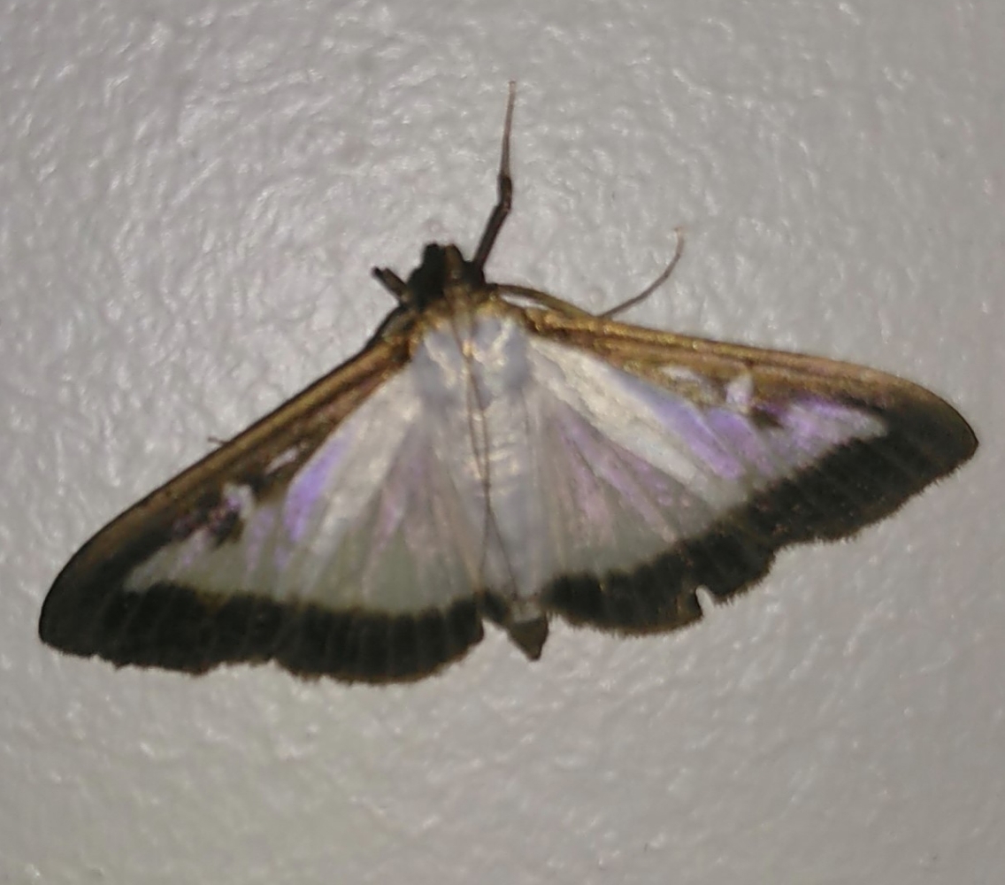 Bacillus Thuringiensis Box Moth Nematodes For Box Tree Infestations ...