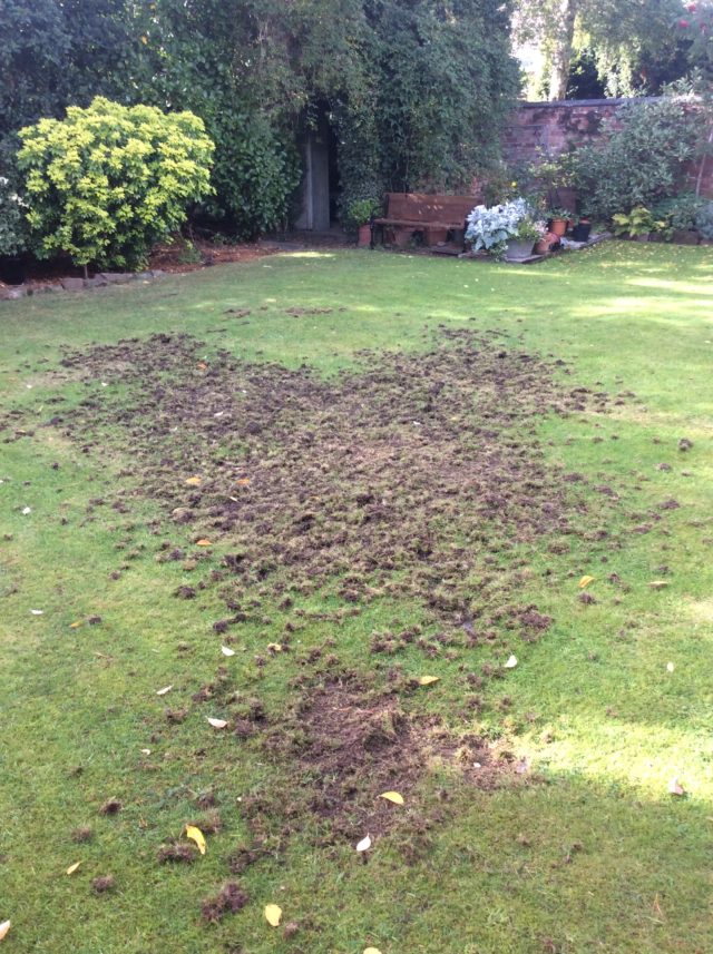 Customer Question - Foxes damaging Lawn - Green Gardener