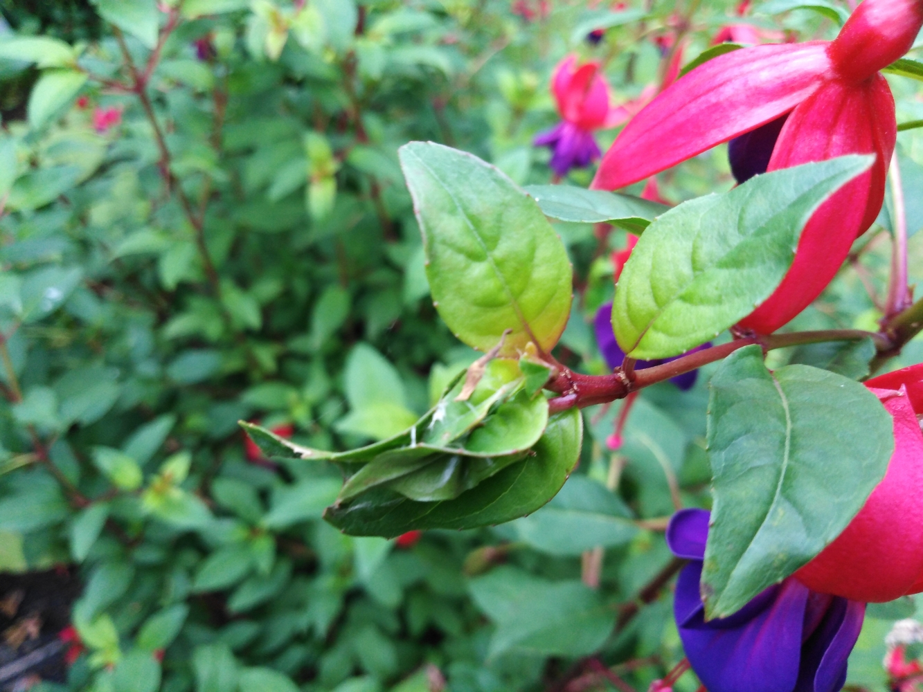 New Fuchsia Gall Mite Control - Green Gardener