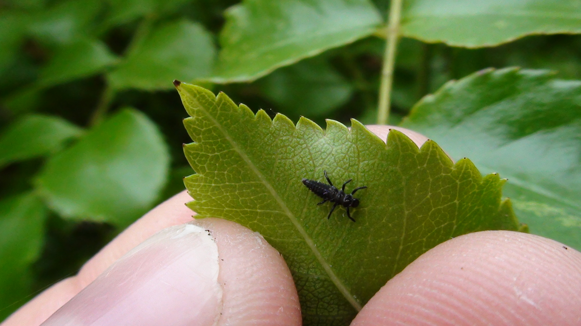 Customer Question - Aphids and Ladybird Larvae - Green Gardener