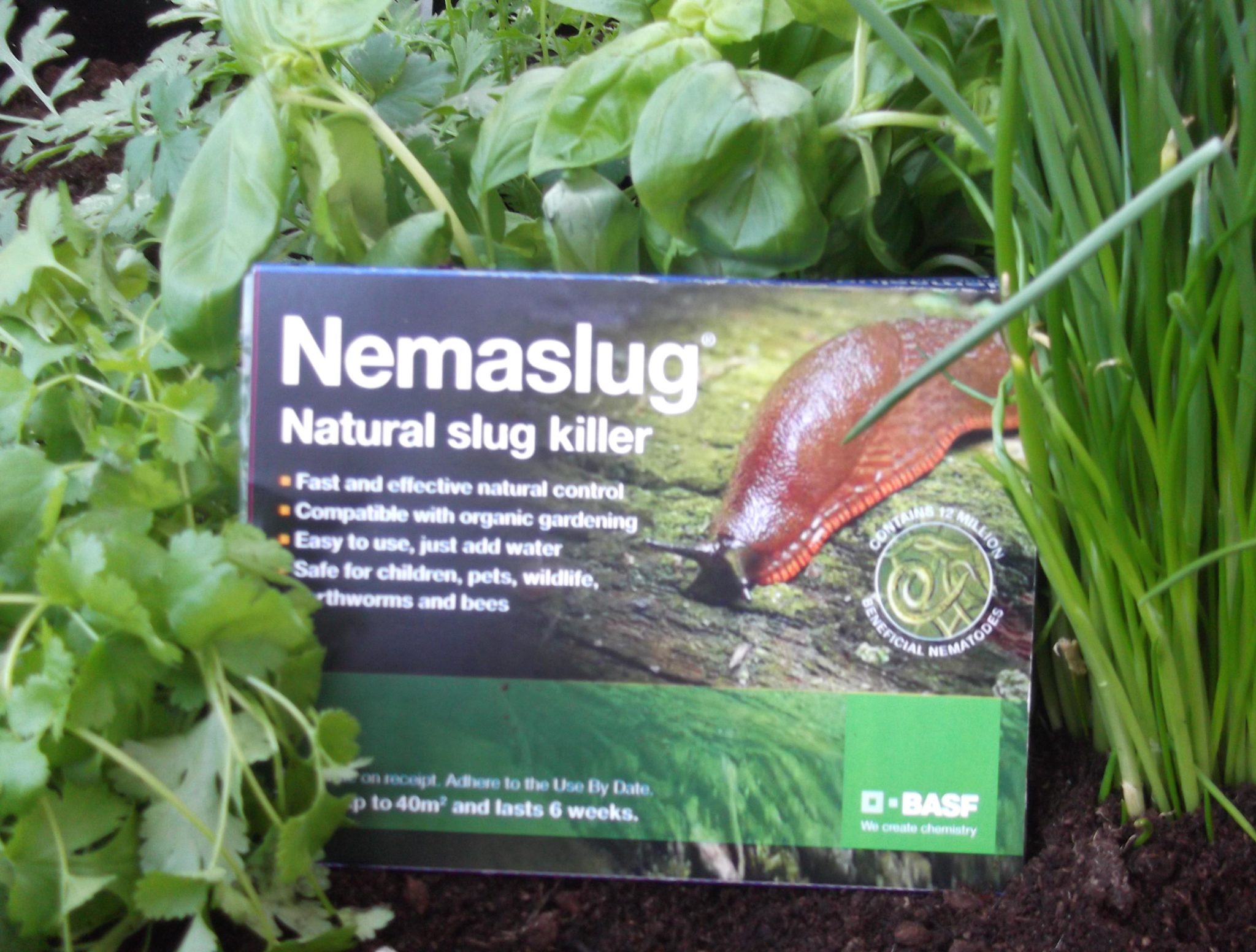 Organic Slug Control: Protect Your Plants Naturally | Green Gardener