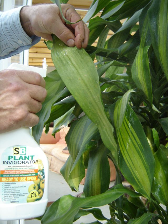 Customer Question - Whitefly? and Sticky Plants - Green Gardener