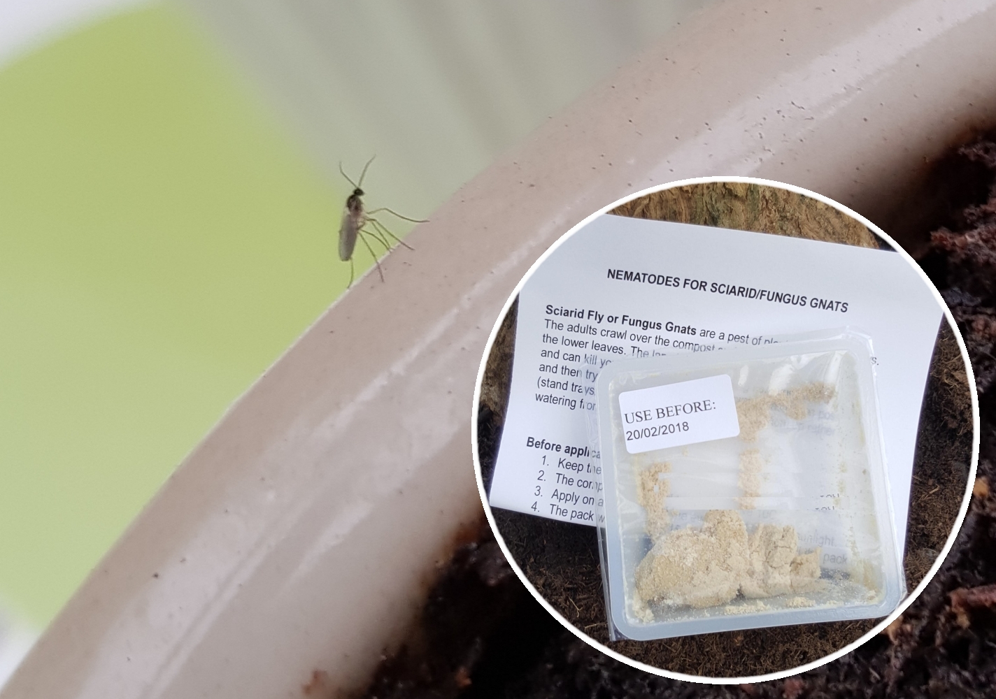Sciarid Fly Nematodes | Green Gardener