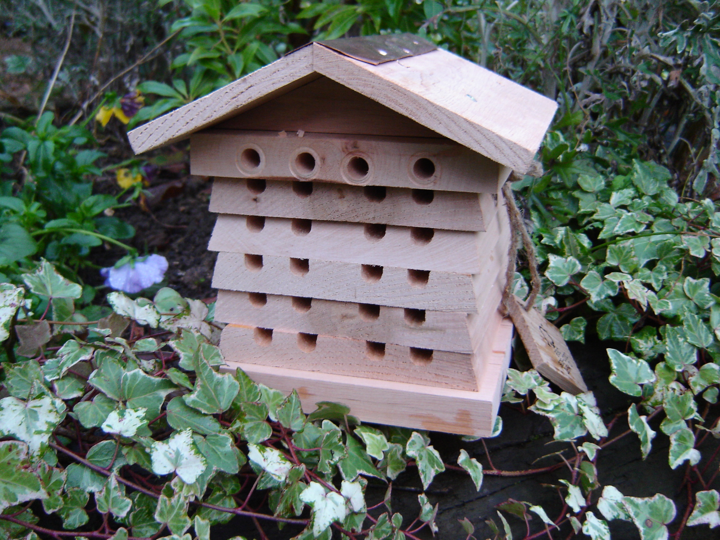 10 things about Solitary Bees - Green Gardener