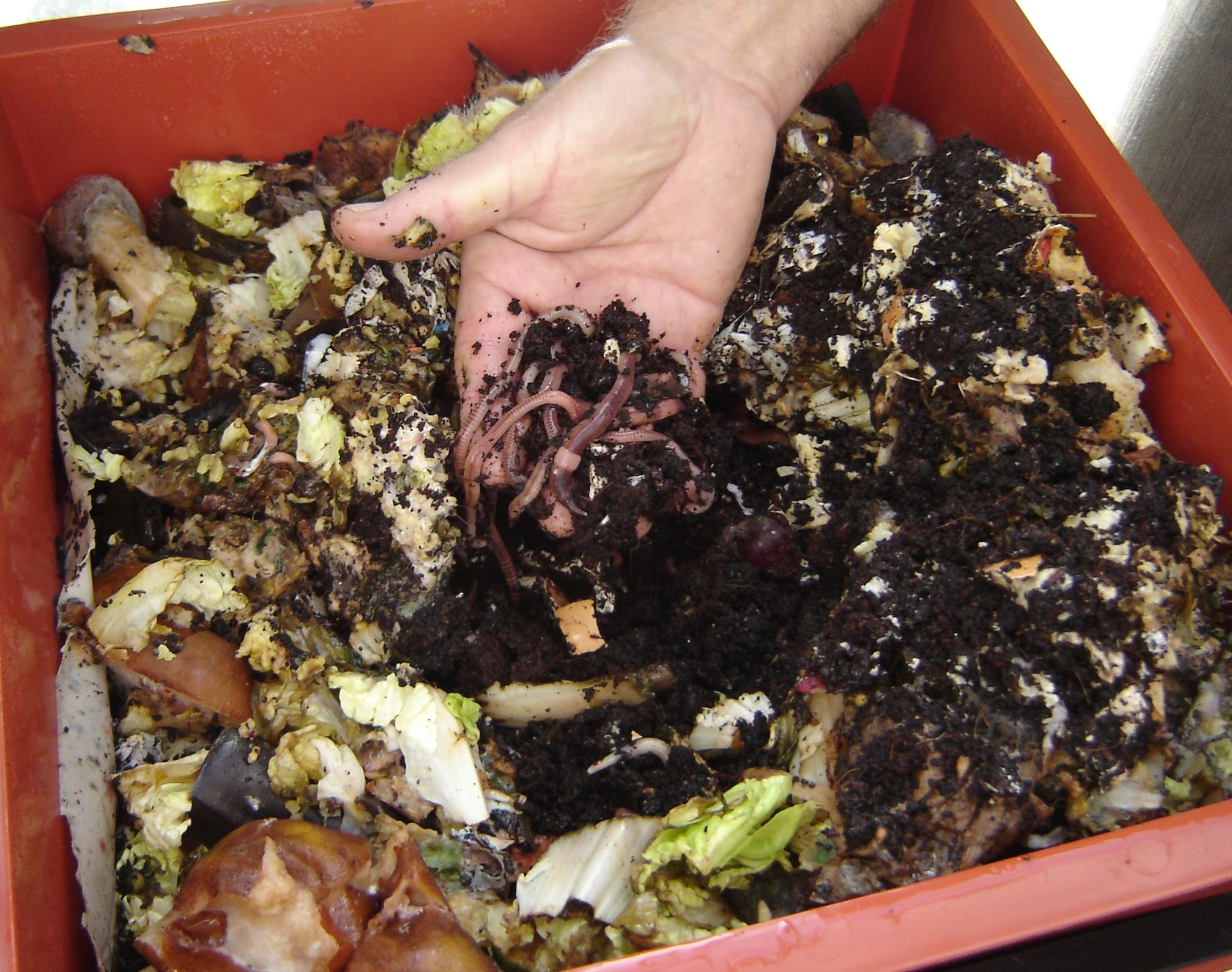 The Worm Works Wormery and Wormeries