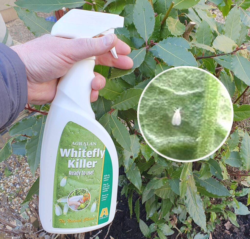 100% Natural White Fly Spray From Green Gardener