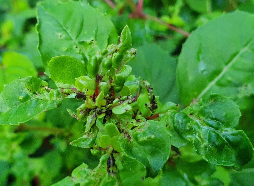 Controlling Fuchsia Gall MIte - Green Gardener