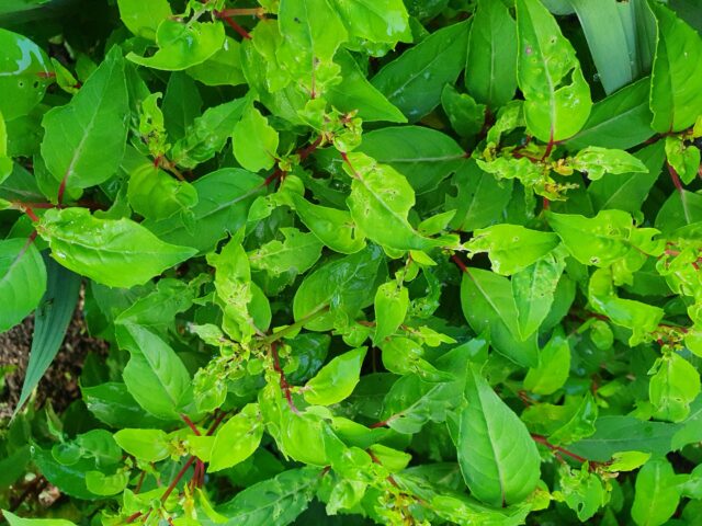 Controlling Fuchsia Gall MIte - Green Gardener