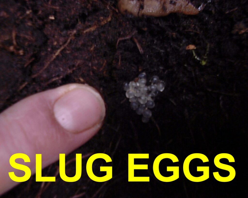 How to stop slugs using slug nematodes - Green Gardener