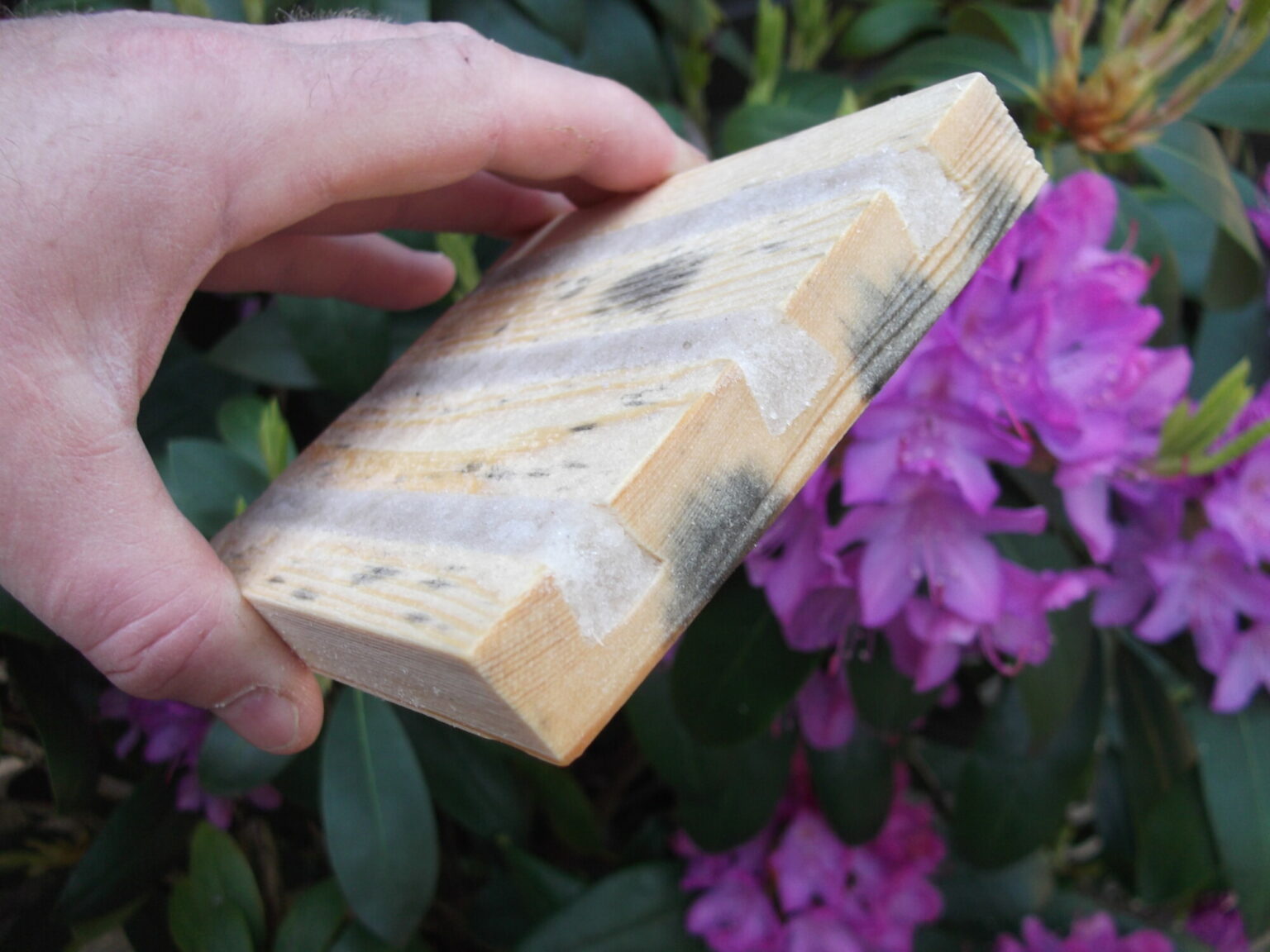 A Guide On Saving Your Plants from Vine Weevils by John the Green Gardener