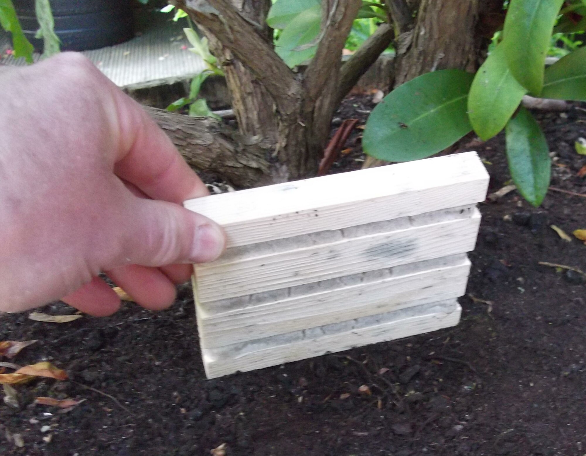 A Guide On Saving Your Plants from Vine Weevils by John the Green Gardener