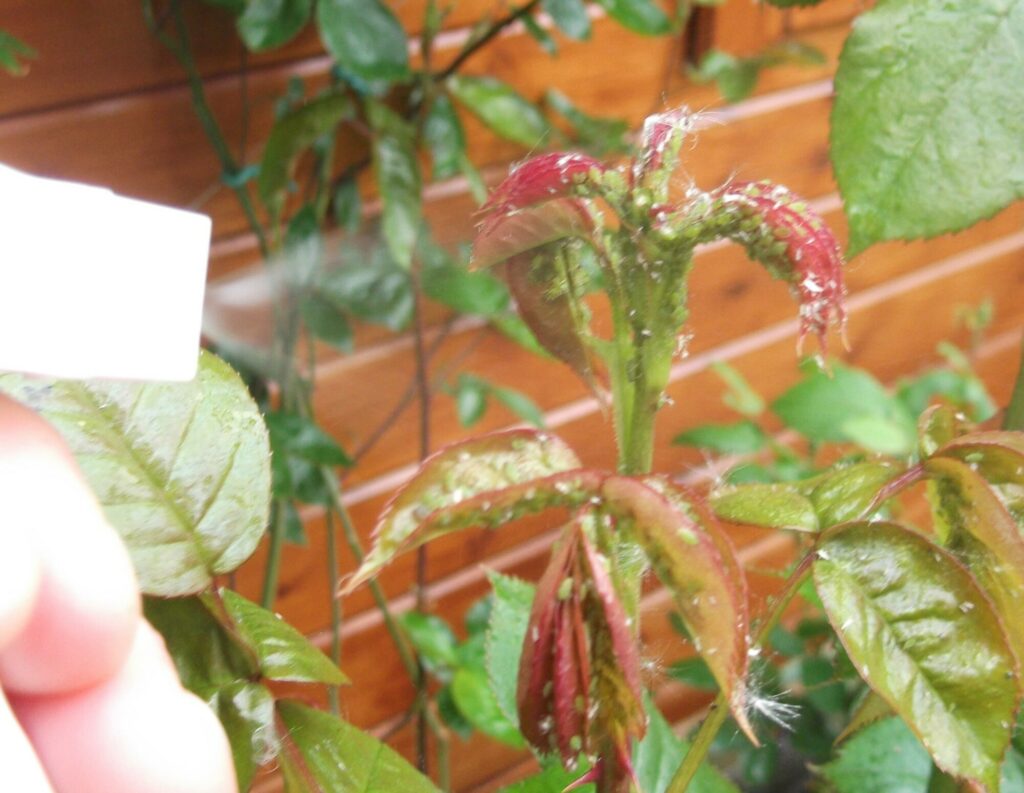 Customer Question - Aphids in Cherry Tree? - Green Gardener