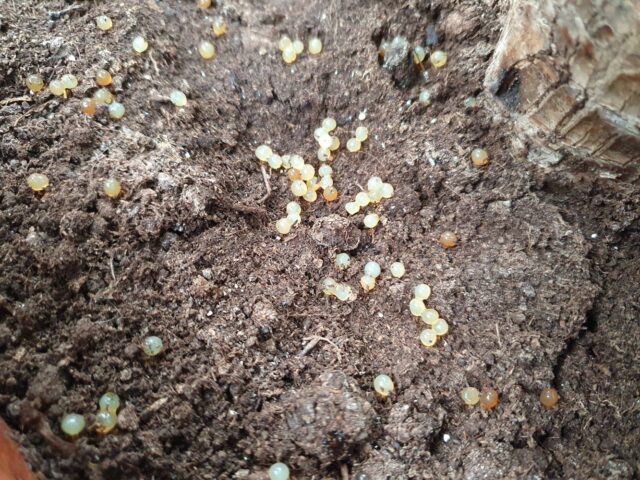 Slow Release Long Life Ant Nematodes From Green Gardener