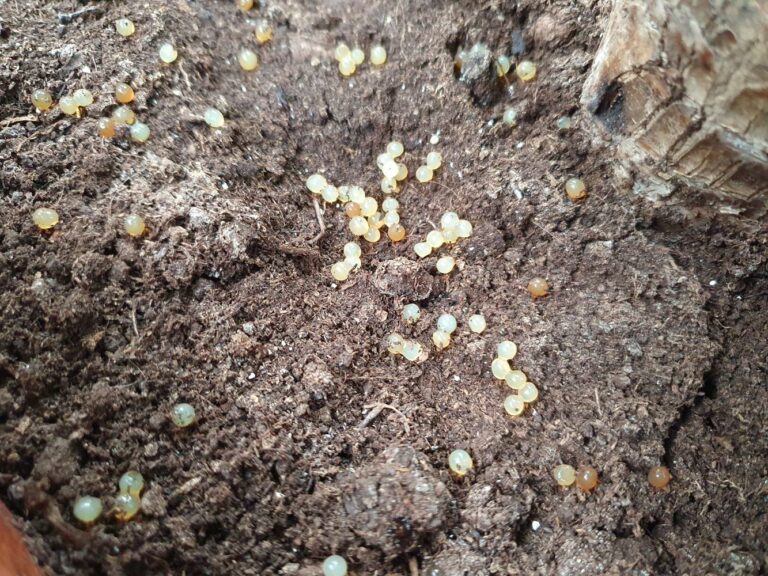 Slow Release Slug Nematodes | Long Life Control