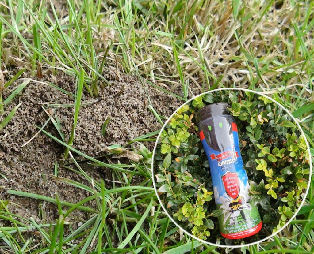 Slow Release Long Life Ant Nematodes From Green Gardener