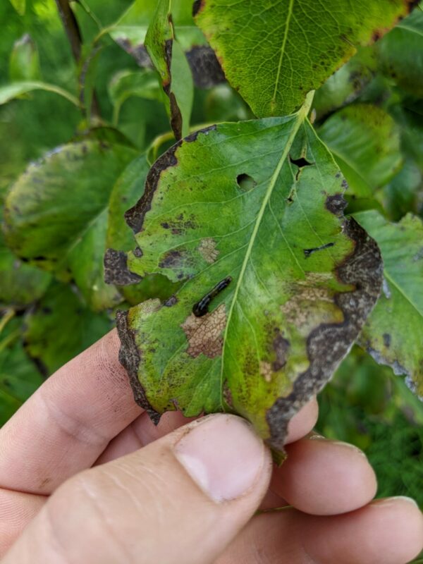 Customer Question - What is it!!!!!! - Green Gardener