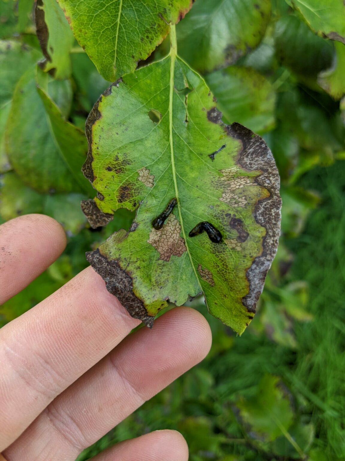 Organic Ways to Control Garden Pests UK | Natural Pest Control Guide