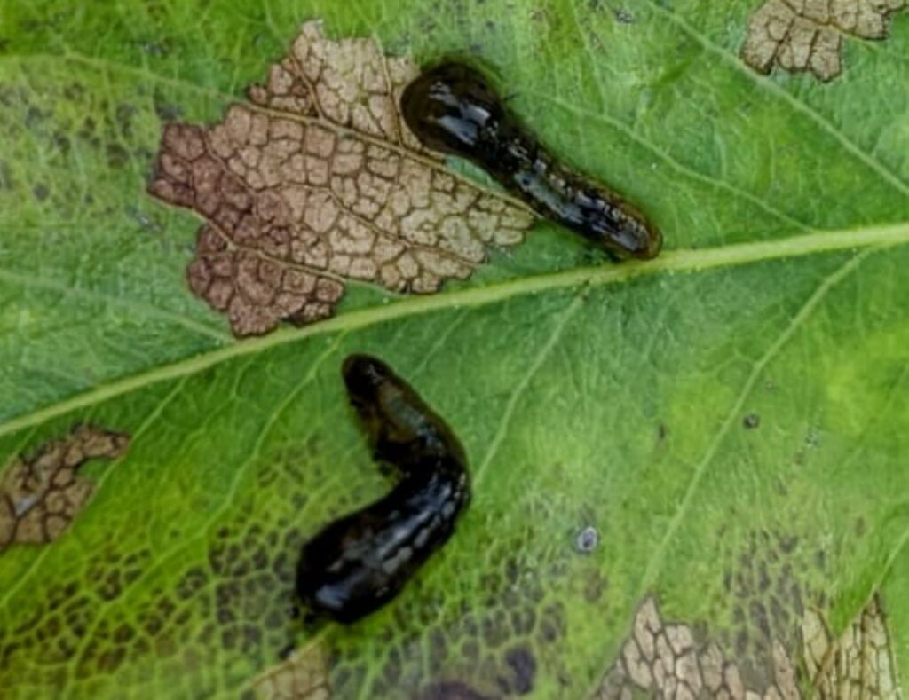 Customer Question - What is it!!!!!! - Green Gardener