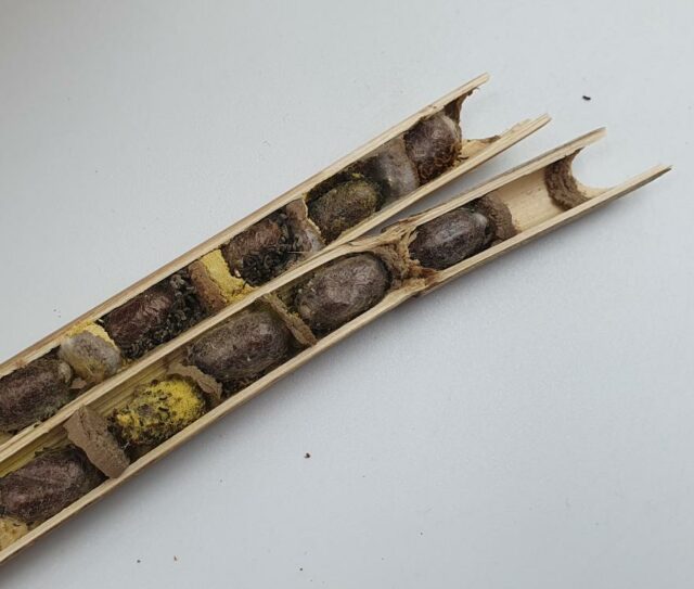 Harvesting Solitary Bee Cocoons - Green Gardener