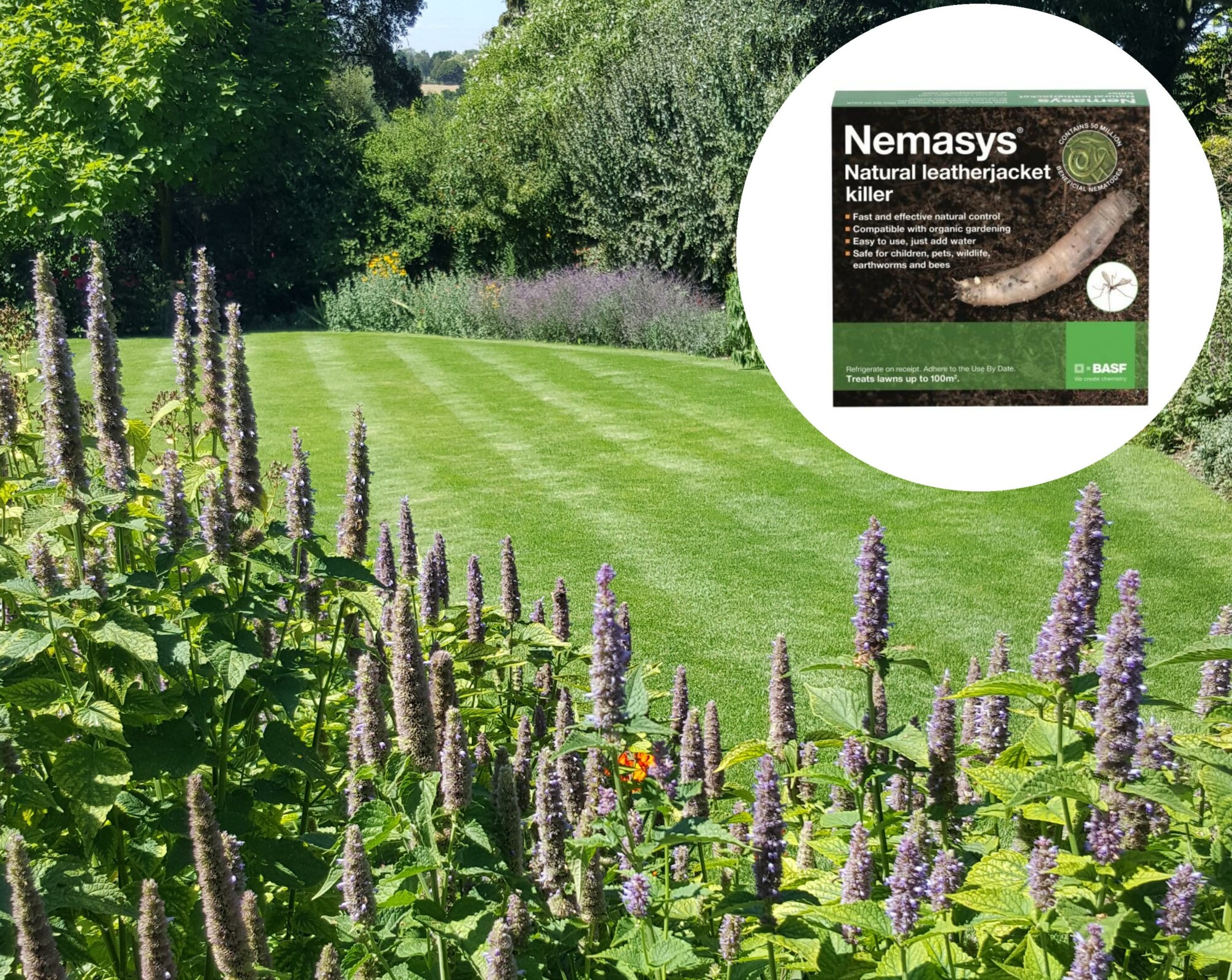 Nematodes and Natural, Biological and Organic Pest Control from Green ...