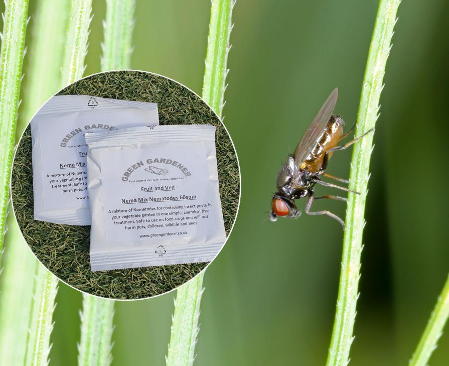 Frit Fly Nematodes - Green Gardener