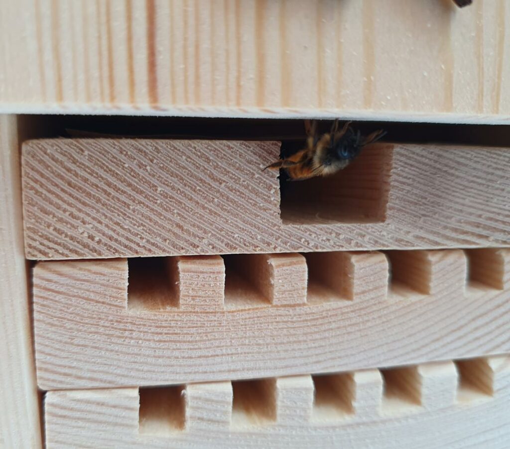Solitary Bee Cocoons | Green Gardener
