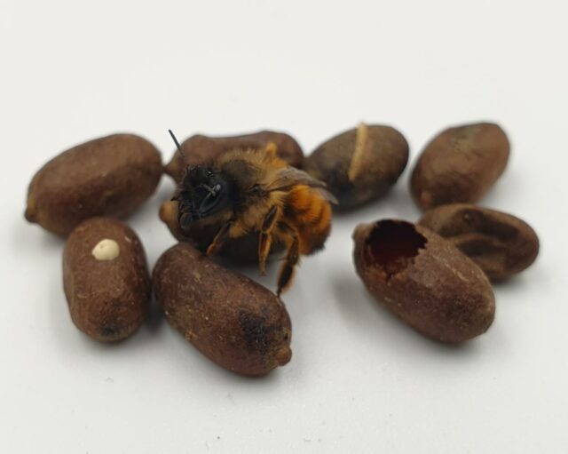 Solitary Bee House | Release Lid | Green Gardener