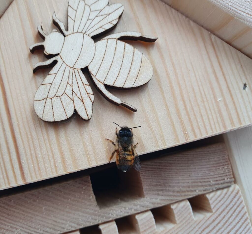 Solitary Bee Cocoons With Bee House | Green Gardener