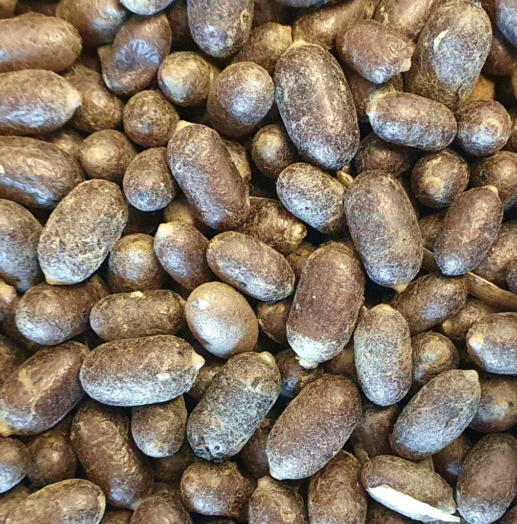 Solitary Bee Cocoons | Dispatched ASAP | Green Gardener