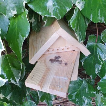 Solitary Bee Cocoons | Green Gardener
