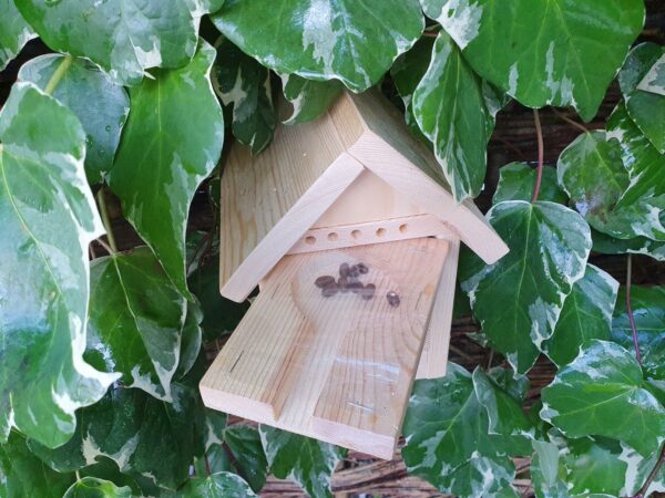 Solitary Bee Cocoons With Bee House | Green Gardener