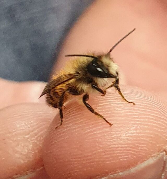 Solitary Bee Cocoons | Dispatched ASAP | Green Gardener