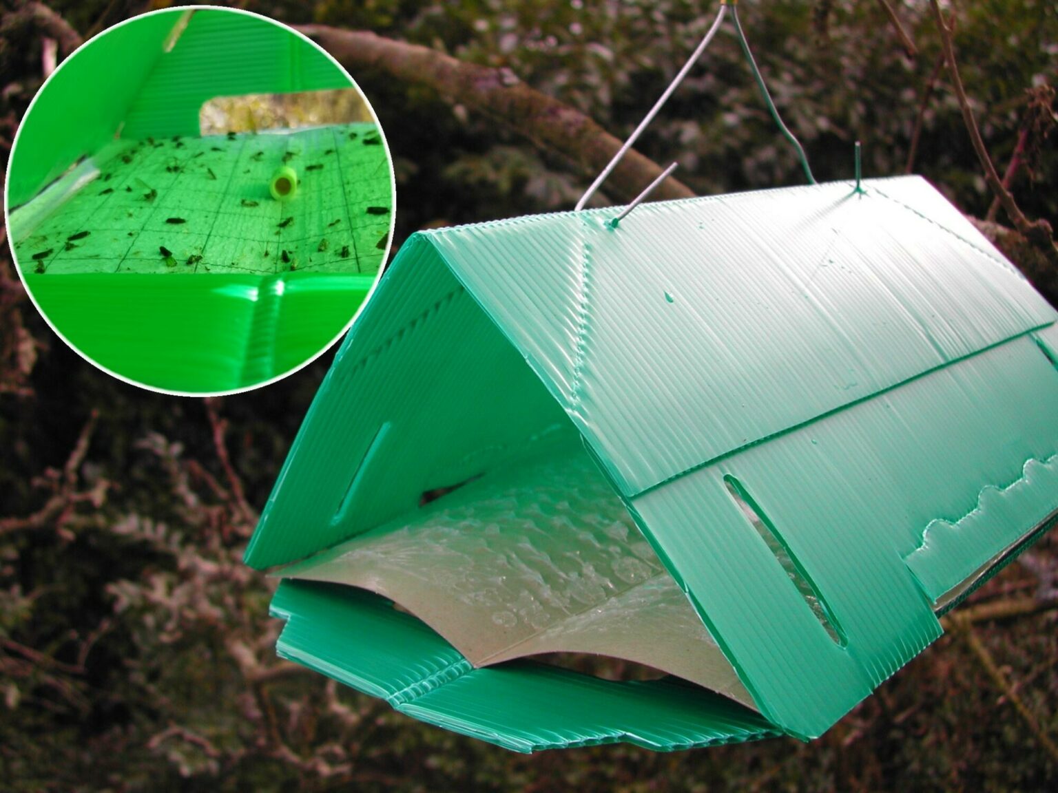 Codling Moth Trap - Green Gardener