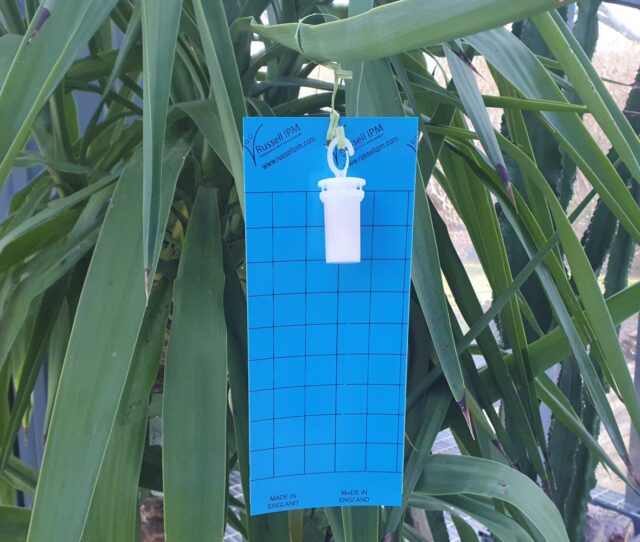 Hanging Thrip Traps with a Lure - Control Thrips | Green Gardener