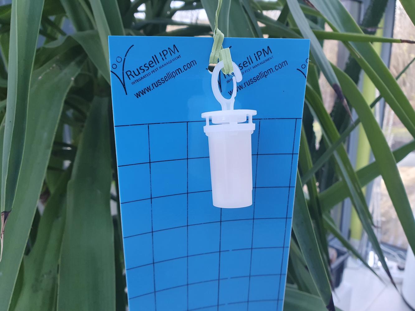 Hanging Thrip Traps with a Lure - Control Thrips | Green Gardener