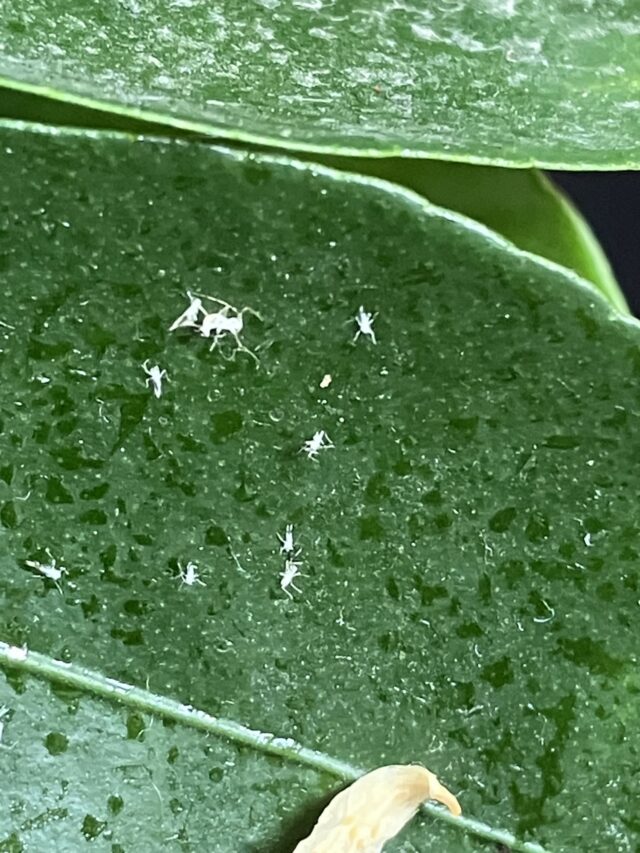 Customer Question - Whitefly? and Sticky Plants - Green Gardener